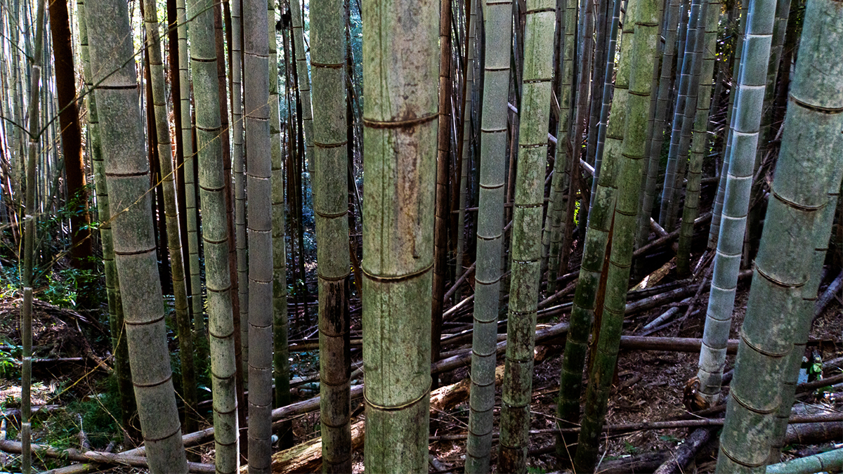 Bamboo（竹）を活用したクルマづくり【SDGs】｜LEXUS NEWS